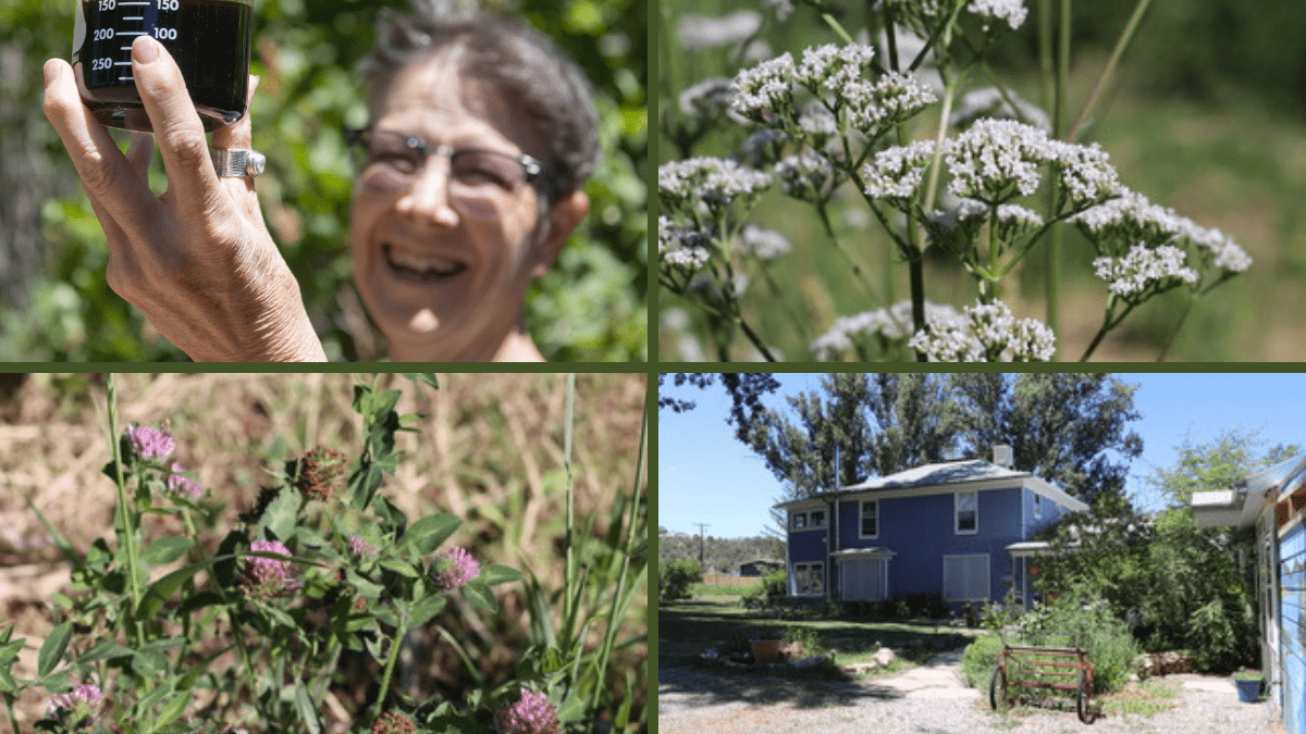 Learning with Lisa Ganora: How Phytochemistry Deepened My Herbal ...