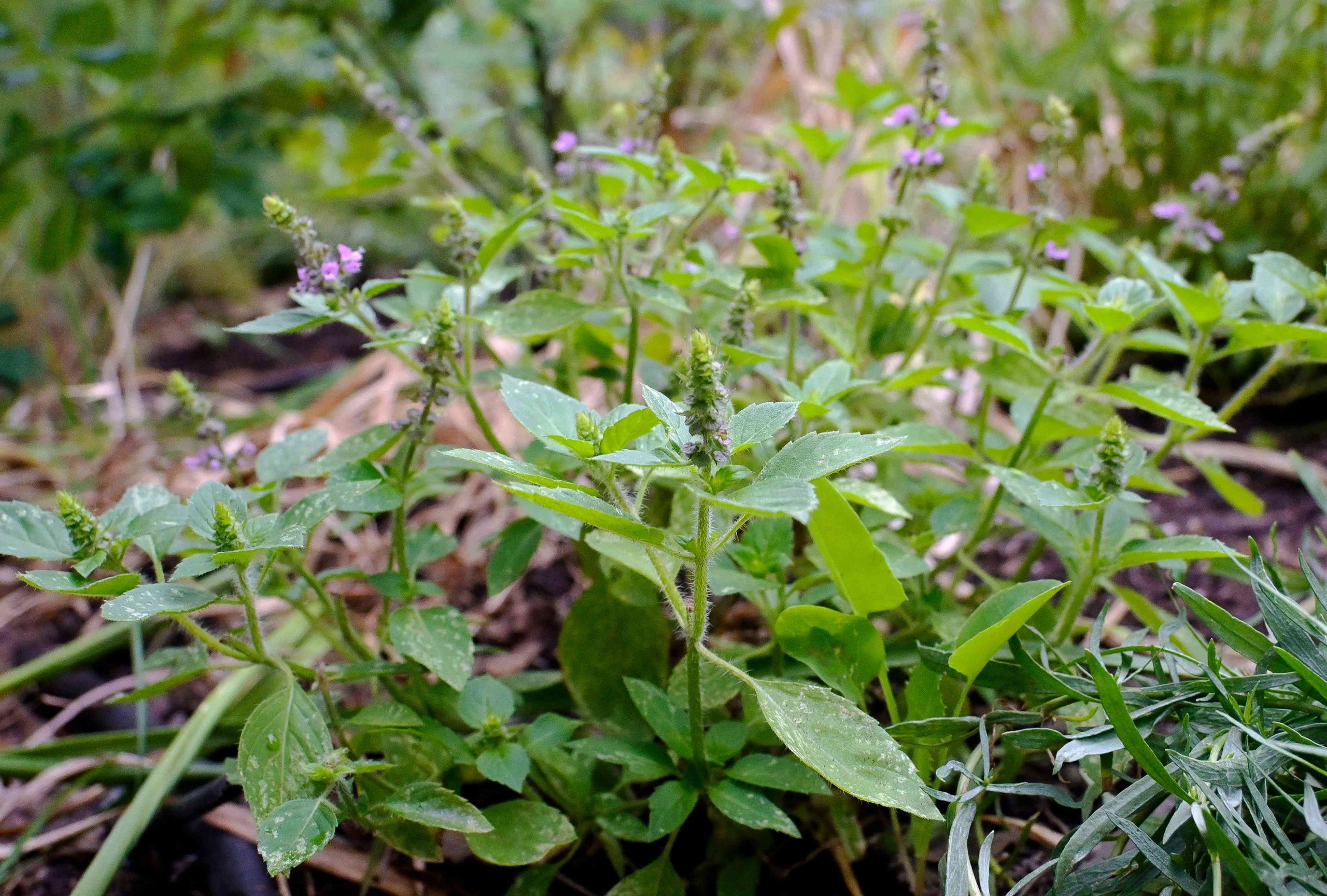 The Benefits of Holy Basil (Tulsi) - Hygea Herbs